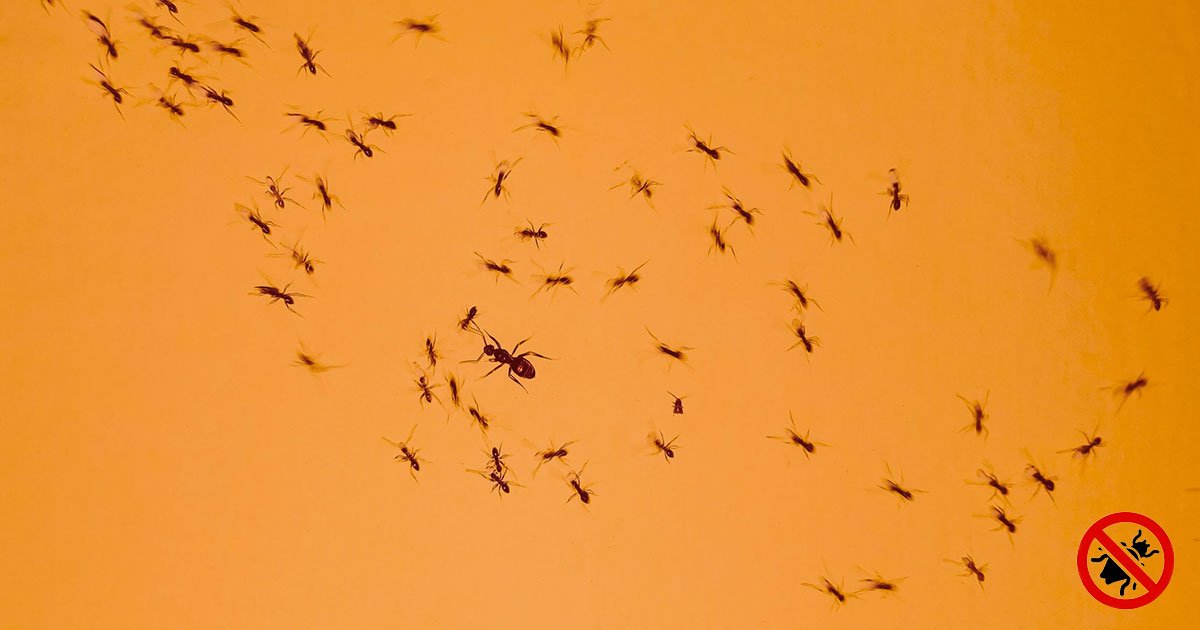 Les fourmis au Québec - Les trois types les plus répandus