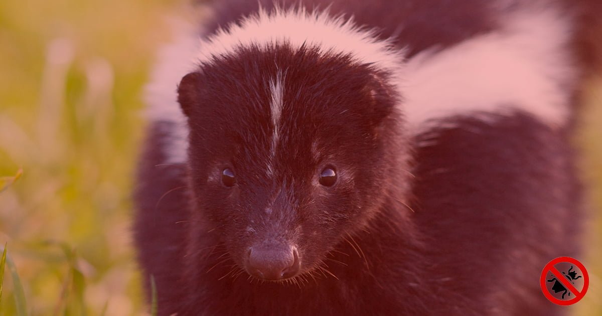 10 trucs pour tenir les moufettes éloignées de votre maison