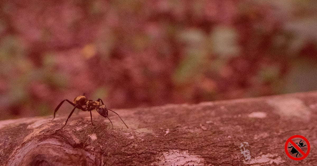 Venir à bout des fourmis charpentières en 6 conseils pratiques ...