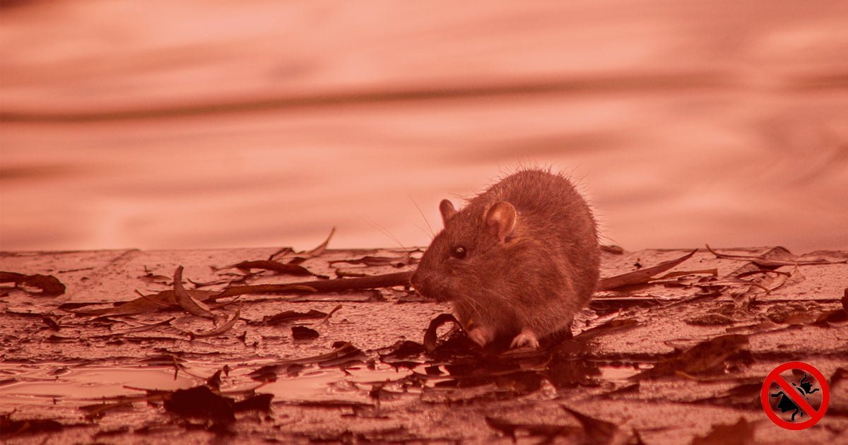 Comment exterminer des rats - Brisebois Extermination Inc.